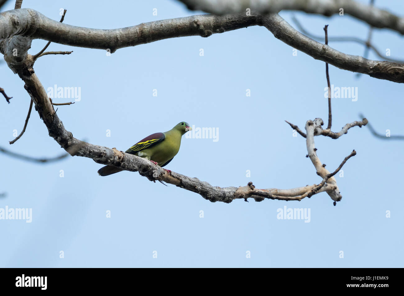 Pigeon vert Banque de photographies et d’images à haute résolution - Alamy