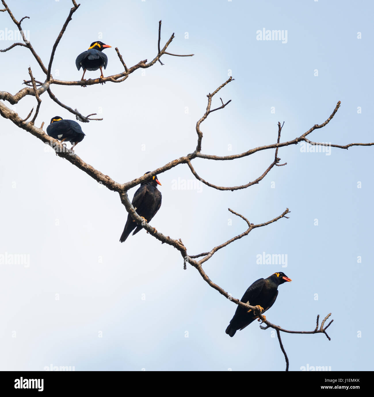 Gracula Religiosa Banque d'image et photos - Alamy