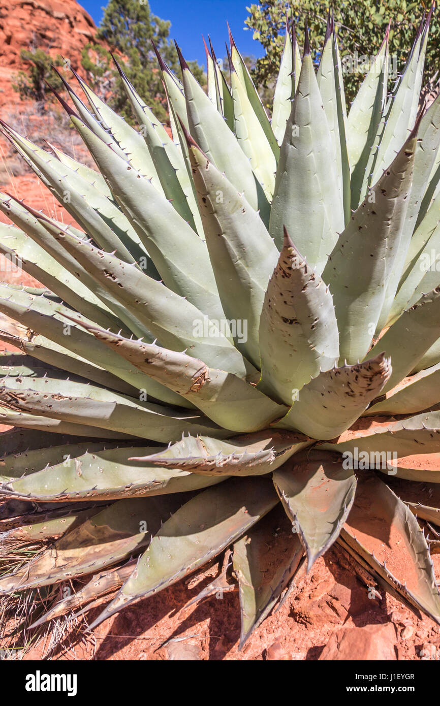 Vertical, close-up de agave américain montrant d'épaisseur, succulentes ...