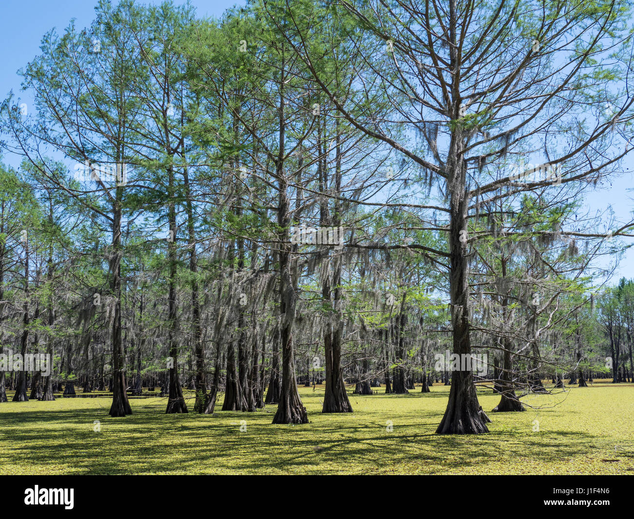 Le cyprès chauve (Taxodium distichum) dans le lac rempli de salvinia ...