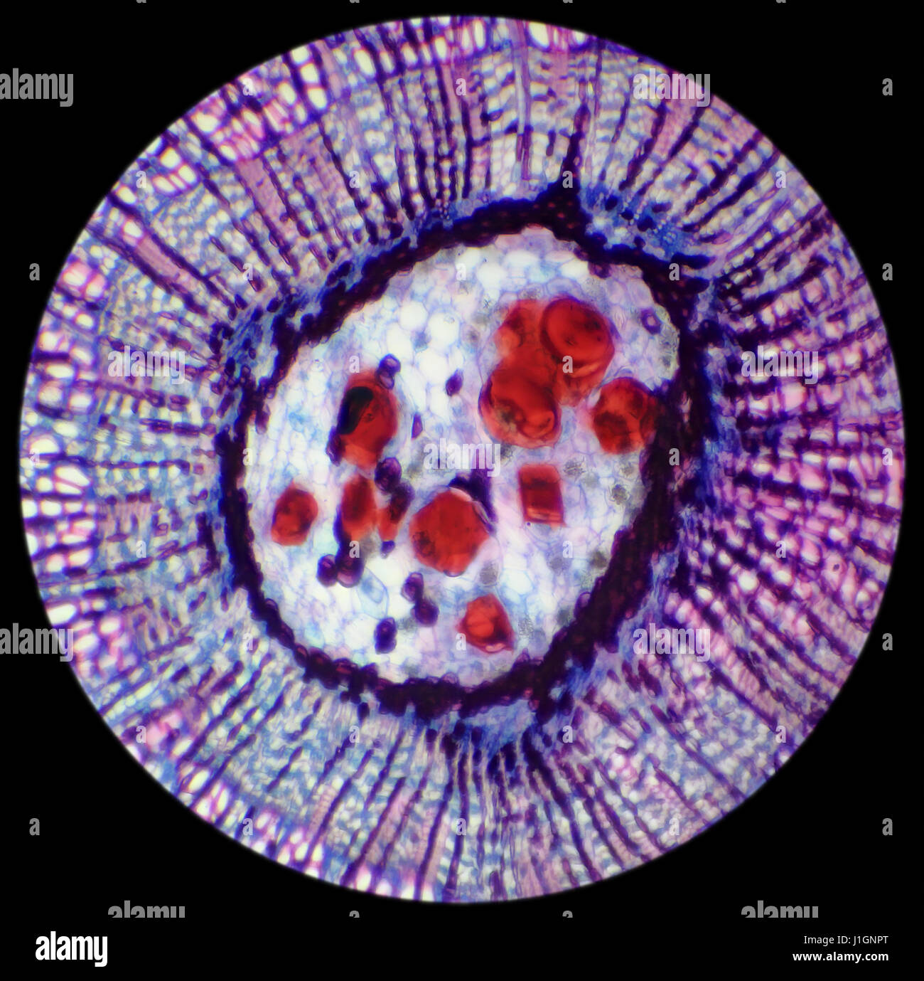 Coupe transversale de la tige des plantes ligneuses sous le microscope ...