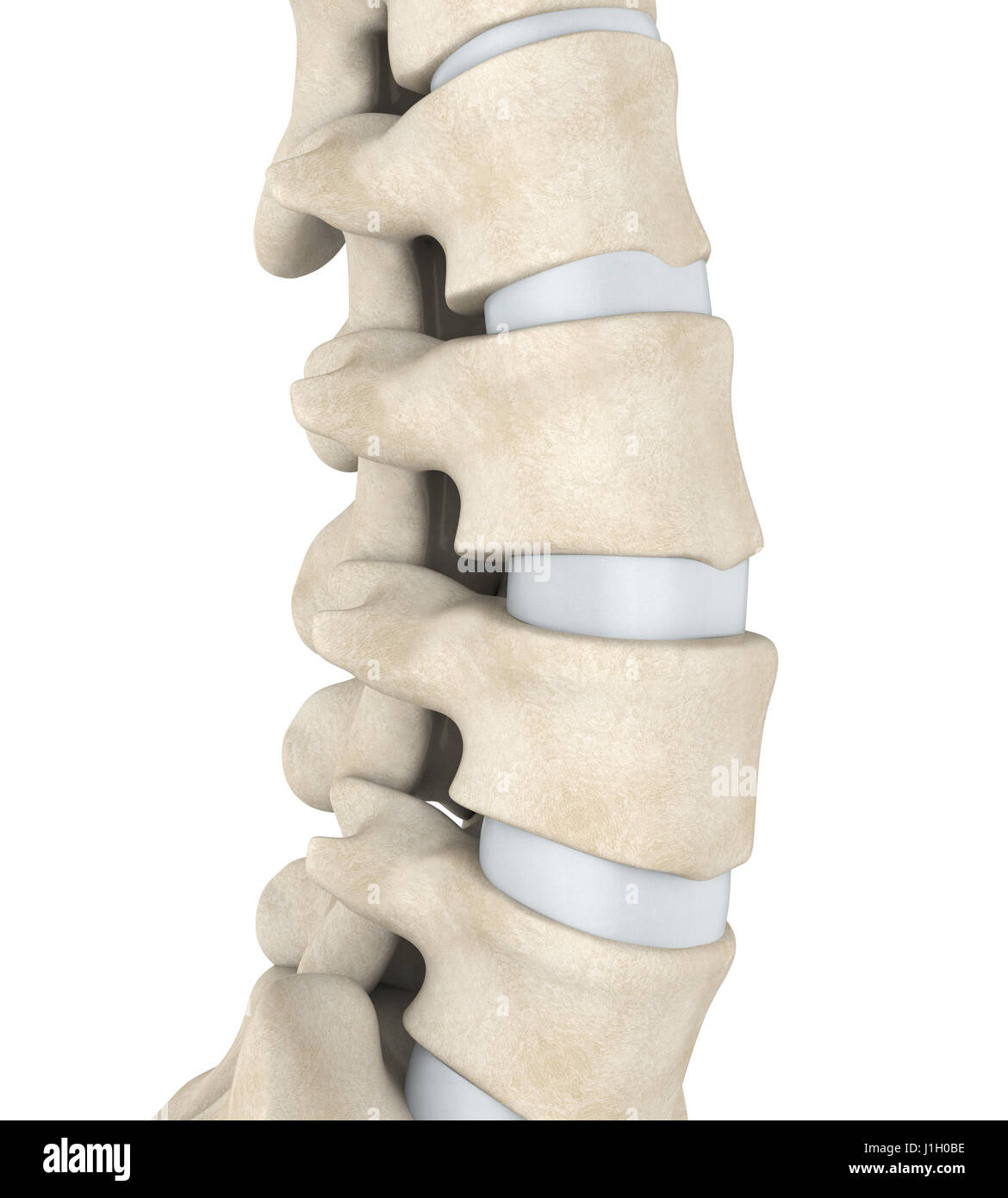 L'anatomie de la colonne vertébrale de l'illustration Photo Stock - Alamy