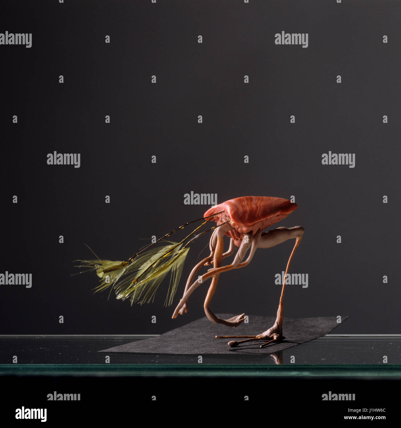 Strange creatures Banque de photographies et d’images à haute ...