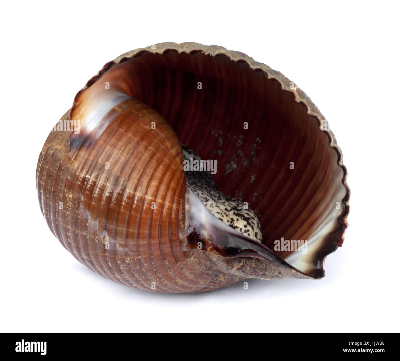 Grand escargot de mer comestible Banque de photographies et d’images à ...