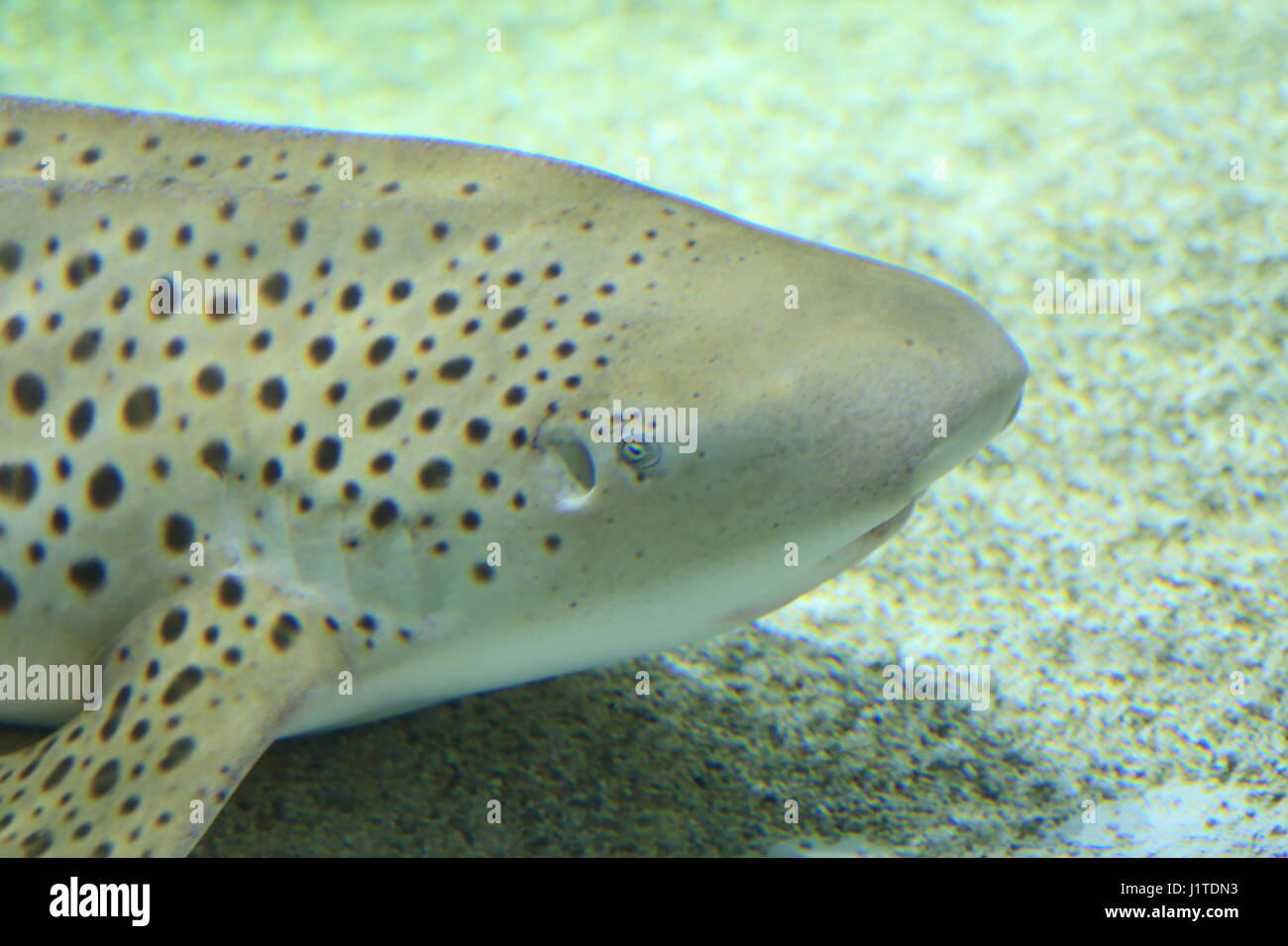 Zebra shark stegostoma fasciatum Banque de photographies et d’images à ...