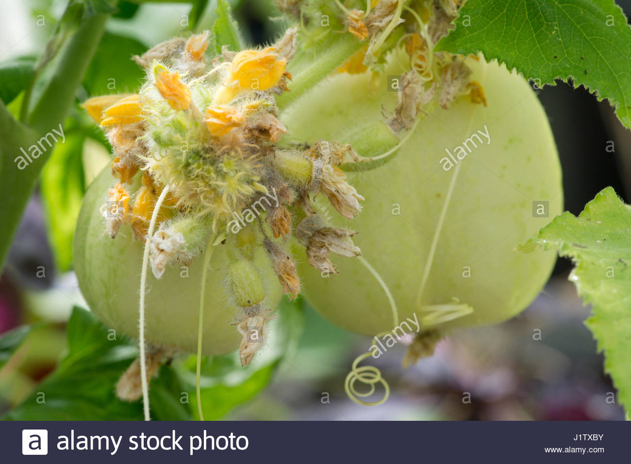 Crystal Apple Cucumber Photos & Crystal Apple Cucumber Images - Alamy