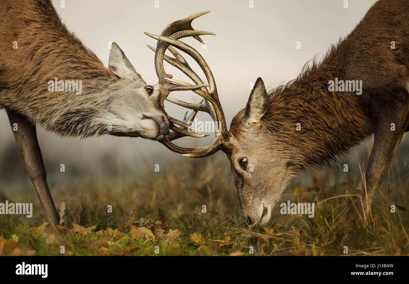Combat de cerfs Banque de photographies et d’images à haute résolution ...