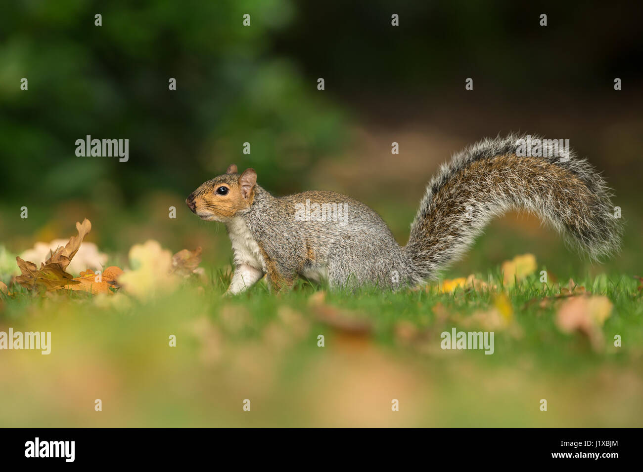 Belle queue Banque de photographies et d’images à haute résolution ...