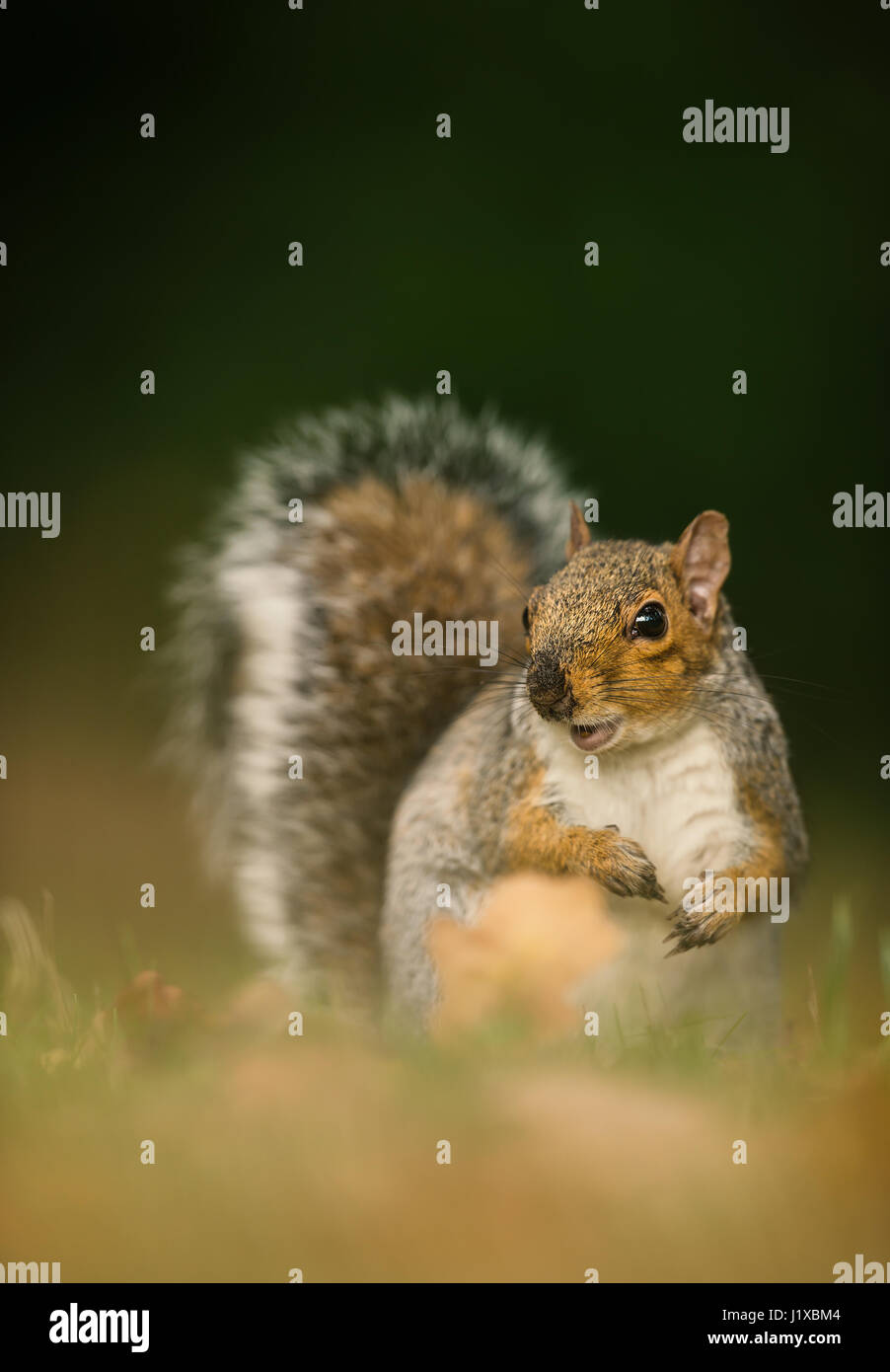 Belle queue Banque de photographies et d’images à haute résolution - Alamy
