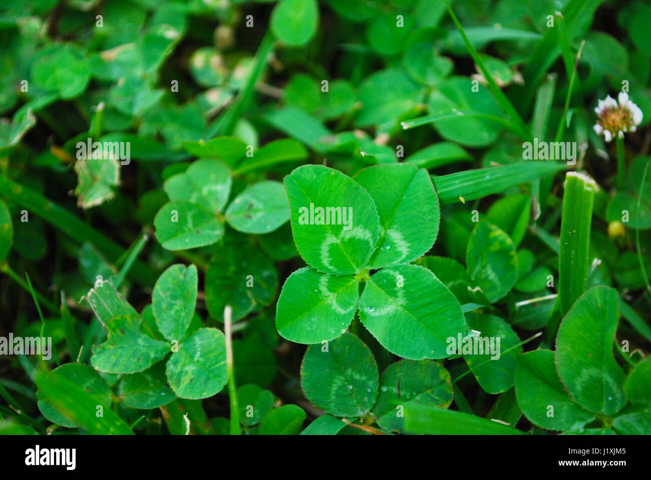 Bonne chance shamrock Banque de photographies et d’images à haute ...