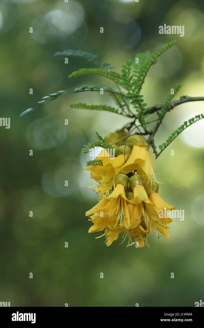 Sophora microphylla kowhai Banque de photographies et d’images à haute ...
