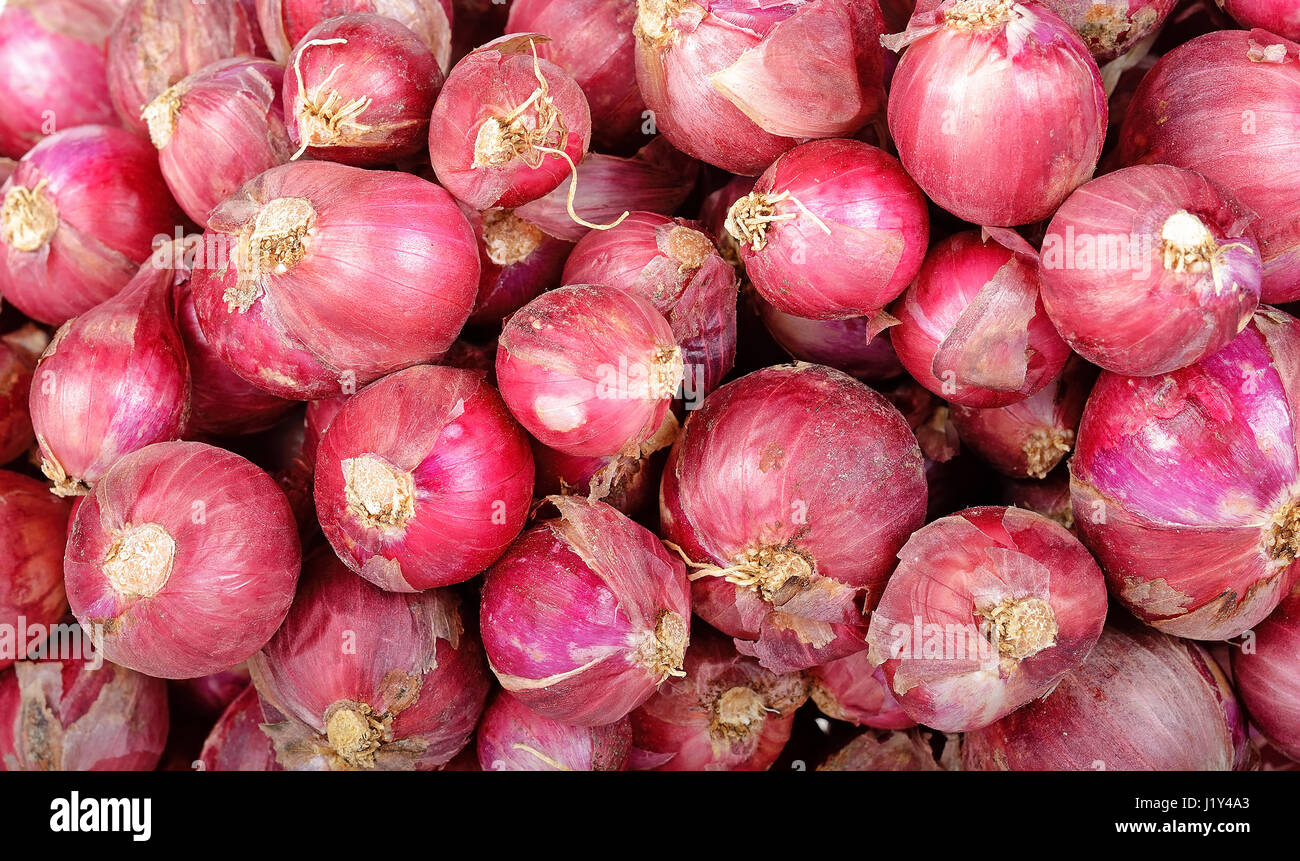 échalote rouge Banque de photographies et d’images à haute résolution ...