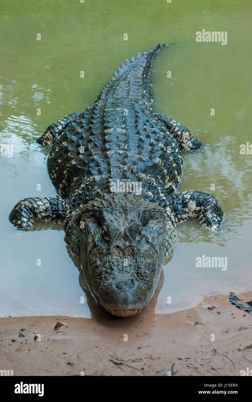 Caïman Noir (Melanosuchus niger) dans l'eau au bord de la rivière ...