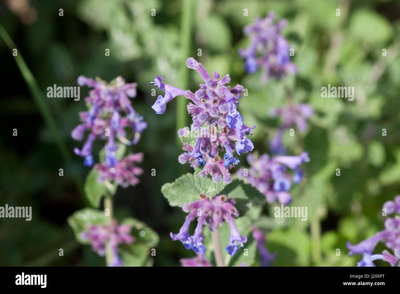 Nepeta catmint Banque de photographies et d’images à haute résolution ...