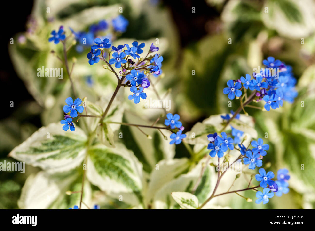 Brunnera macrophylla dawsons blanc Banque de photographies et d’images ...