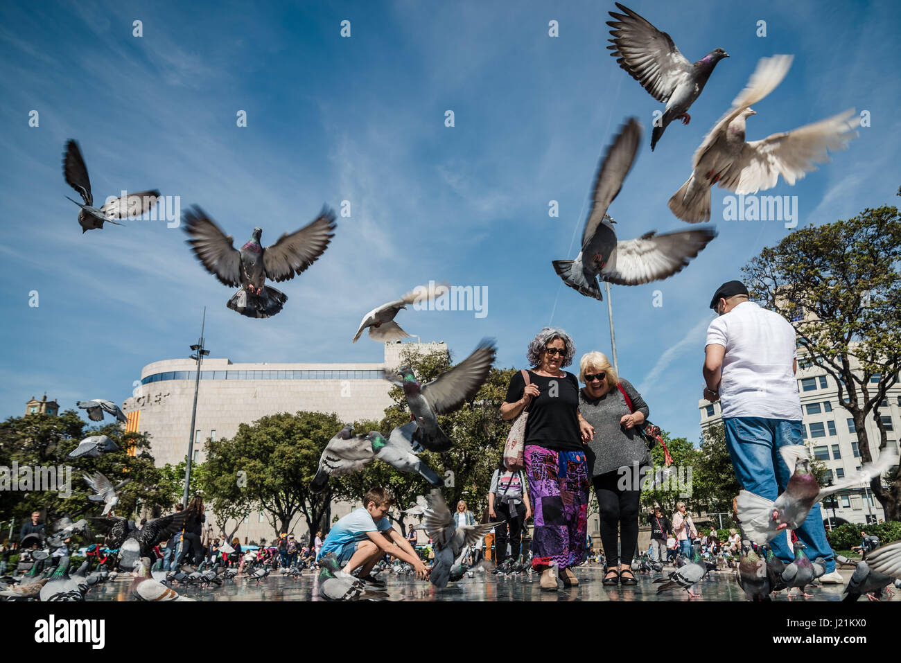 Scared pigeons Banque de photographies et d’images à haute résolution ...