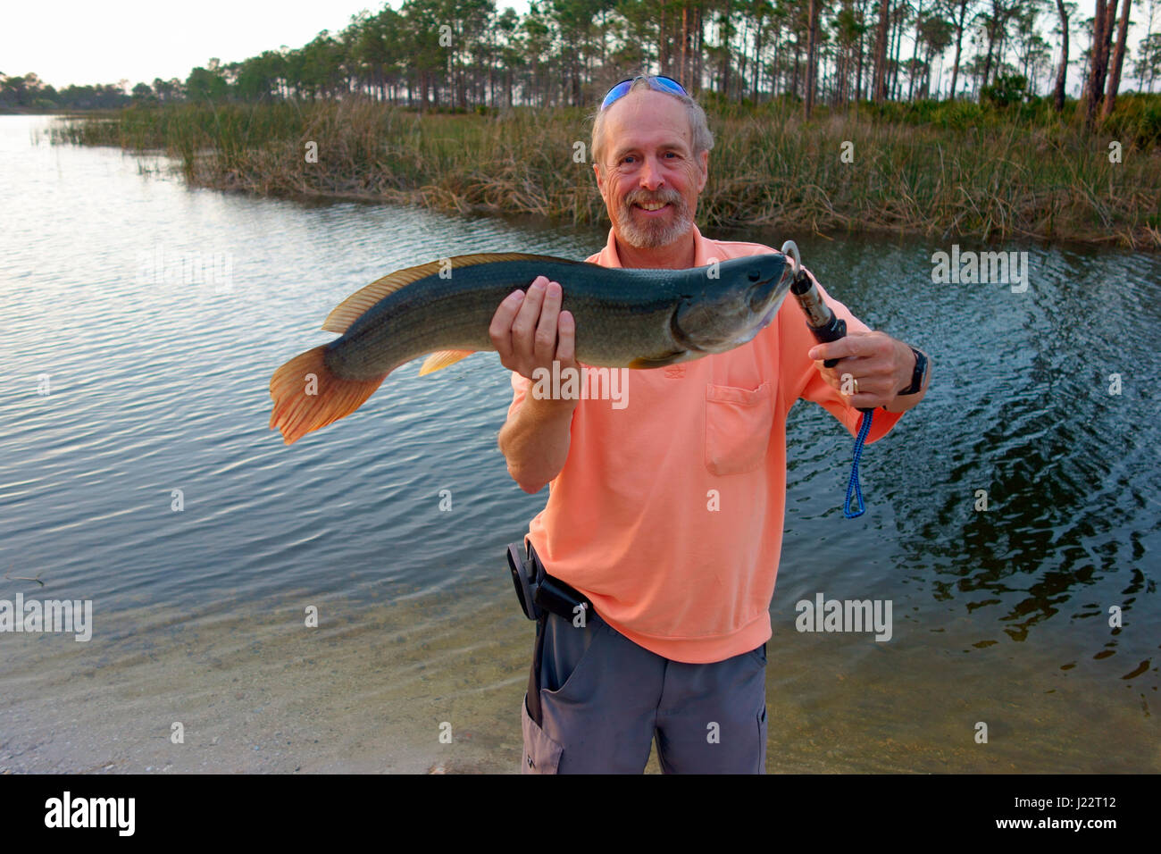 Un grand poisson-castor (Amia calva) poisson capturé par un pêcheur ...