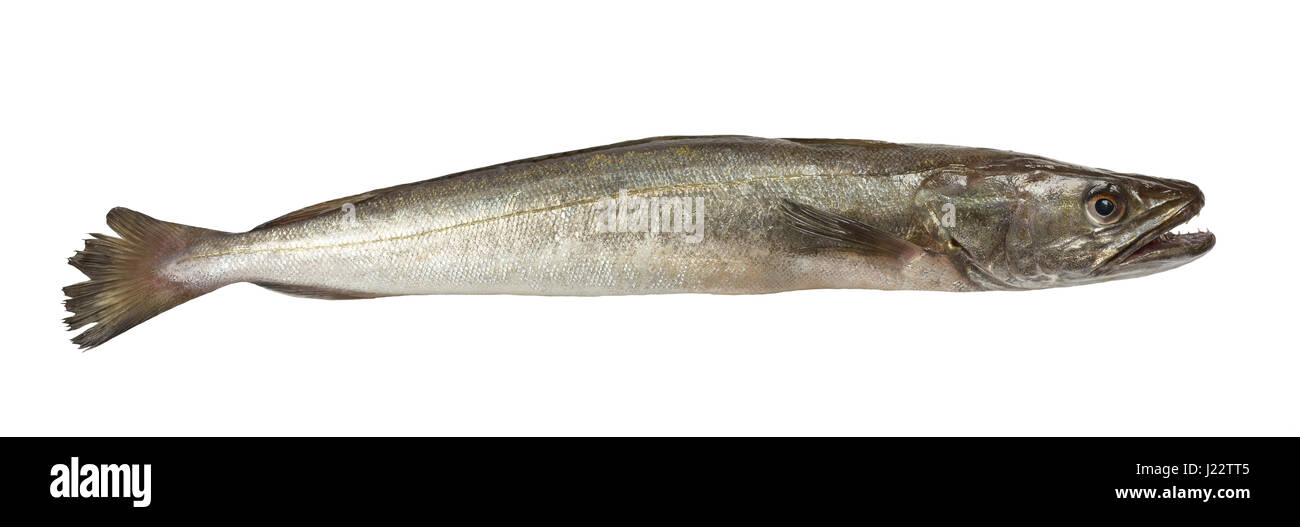 Merlu frais Banque de photographies et d’images à haute résolution - Alamy