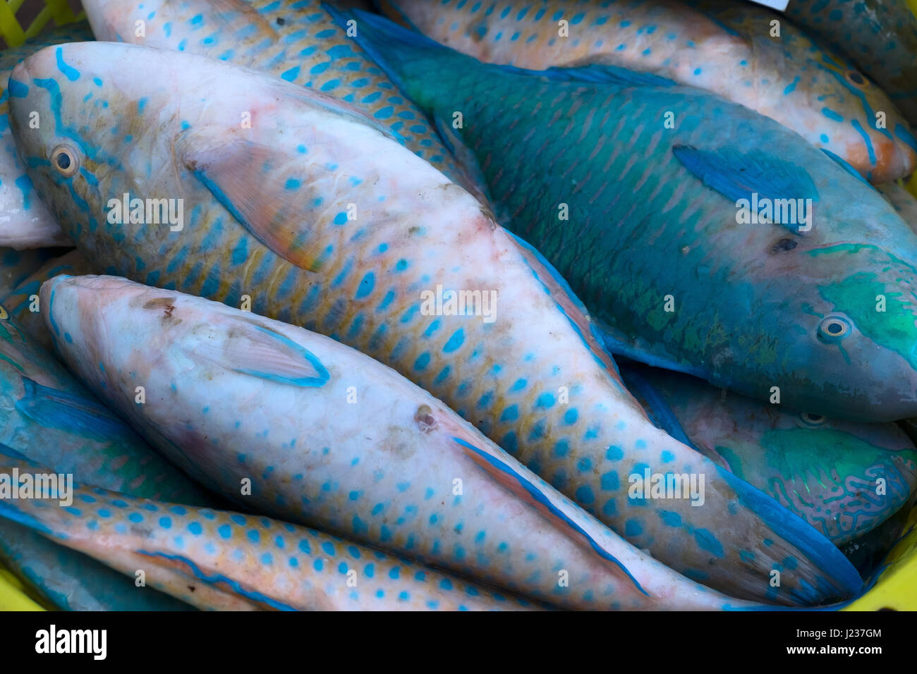 Poisson Bleu sur un marché de rue en Thaïlande Photo Stock - Alamy