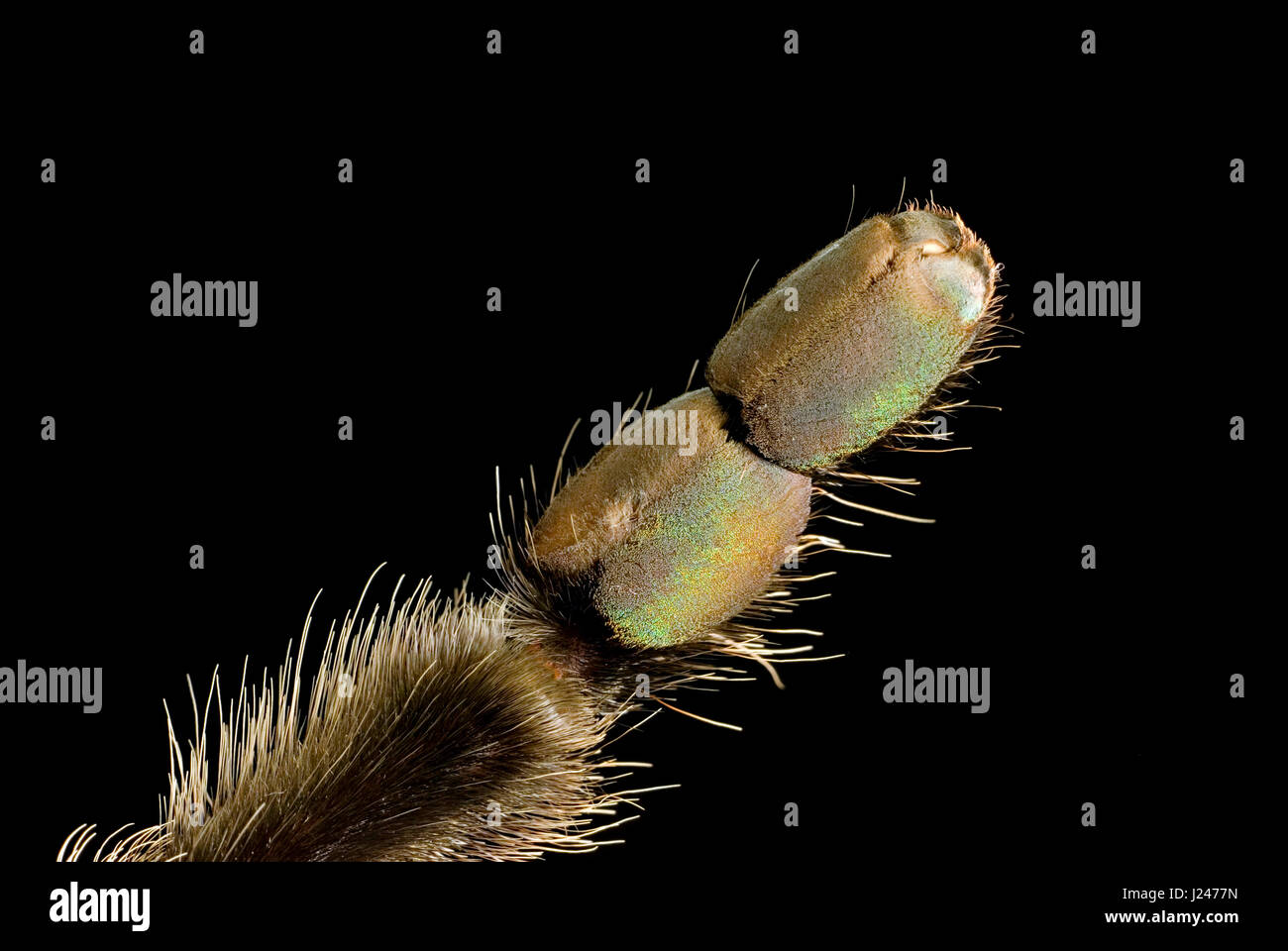 Tarentule arboricole Banque de photographies et d’images à haute ...