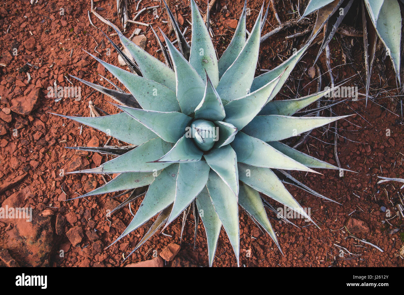 Red agave Banque de photographies et d’images à haute résolution - Alamy