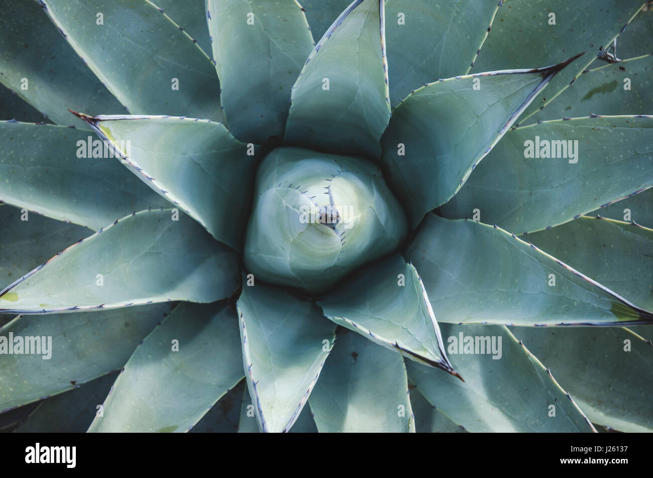 Plante d'agave Banque de photographies et d’images à haute résolution ...