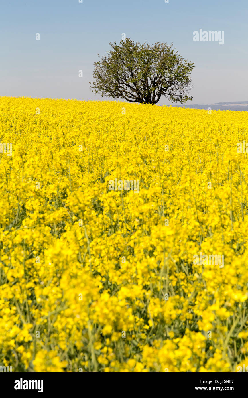 Champs de colza en fleurs Banque de photographies et d’images à haute ...