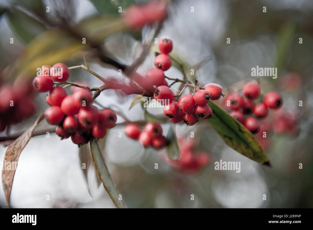 Fruits rouges sur un arbre Photo Stock - Alamy