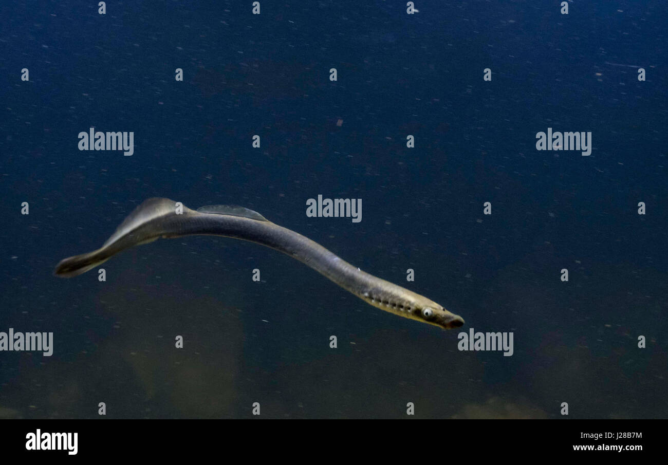 Lamproie de ruisseau Banque de photographies et d’images à haute ...