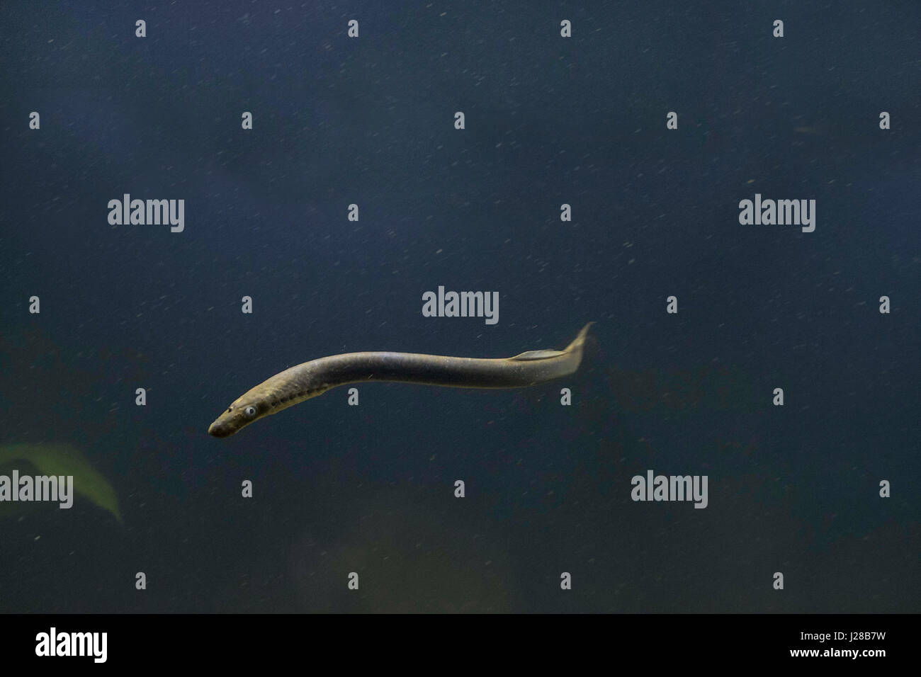 Lamproie de ruisseau Banque de photographies et d’images à haute ...