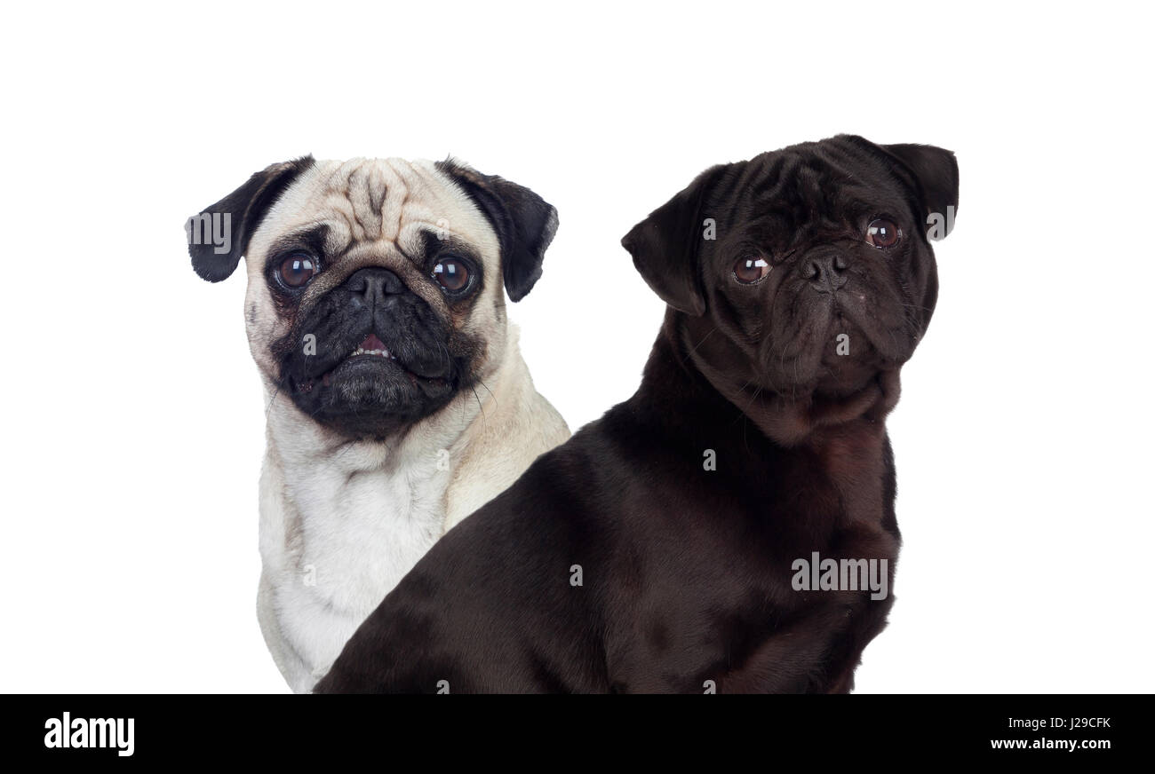 Nice chiens pug carlino noir et blanc isolé sur fond blanc Photo Stock ...