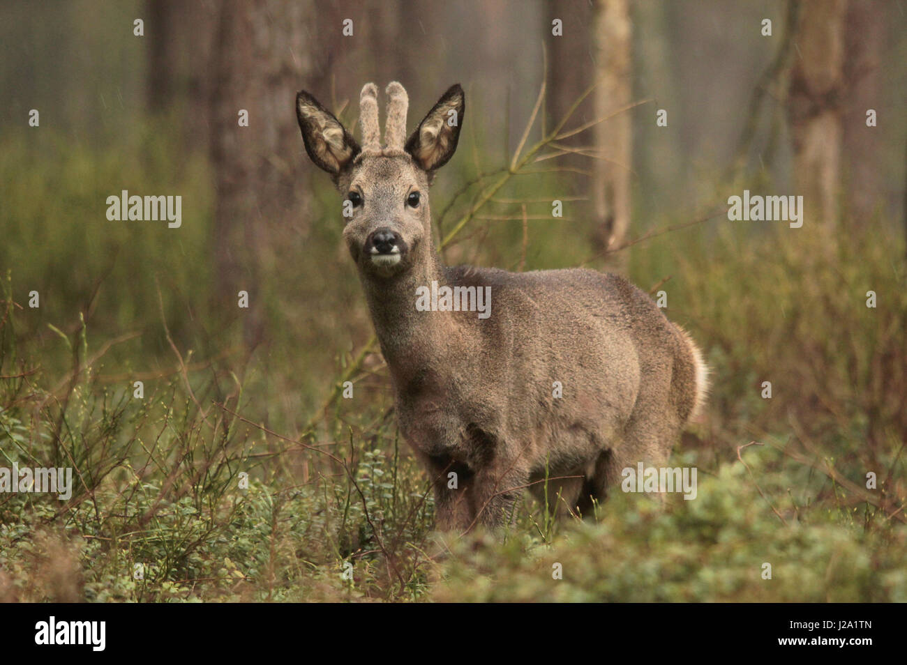 Chevreuil dans la forêt Banque de photographies et d’images à haute ...