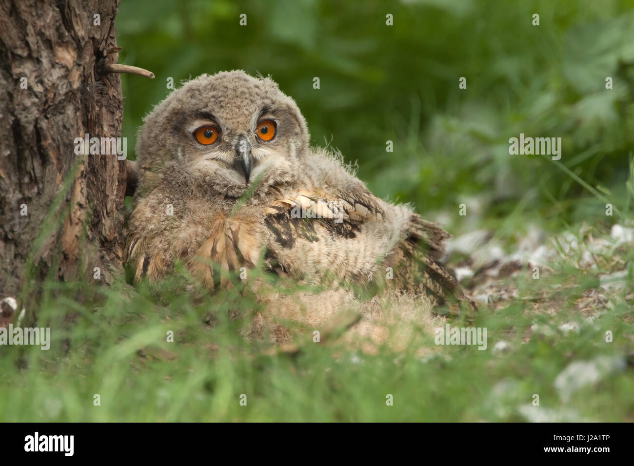 Poussins de hibou grand duc Banque de photographies et d’images à haute ...