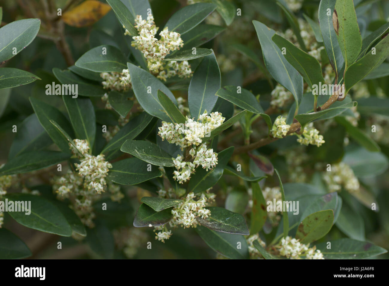 Picconia azorica Banque de photographies et d’images à haute résolution ...