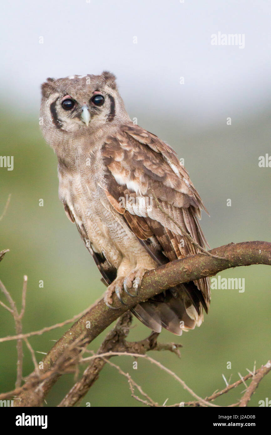 Verraux's eagle-chouette, un hibou géant, se trouve perché sur une ...