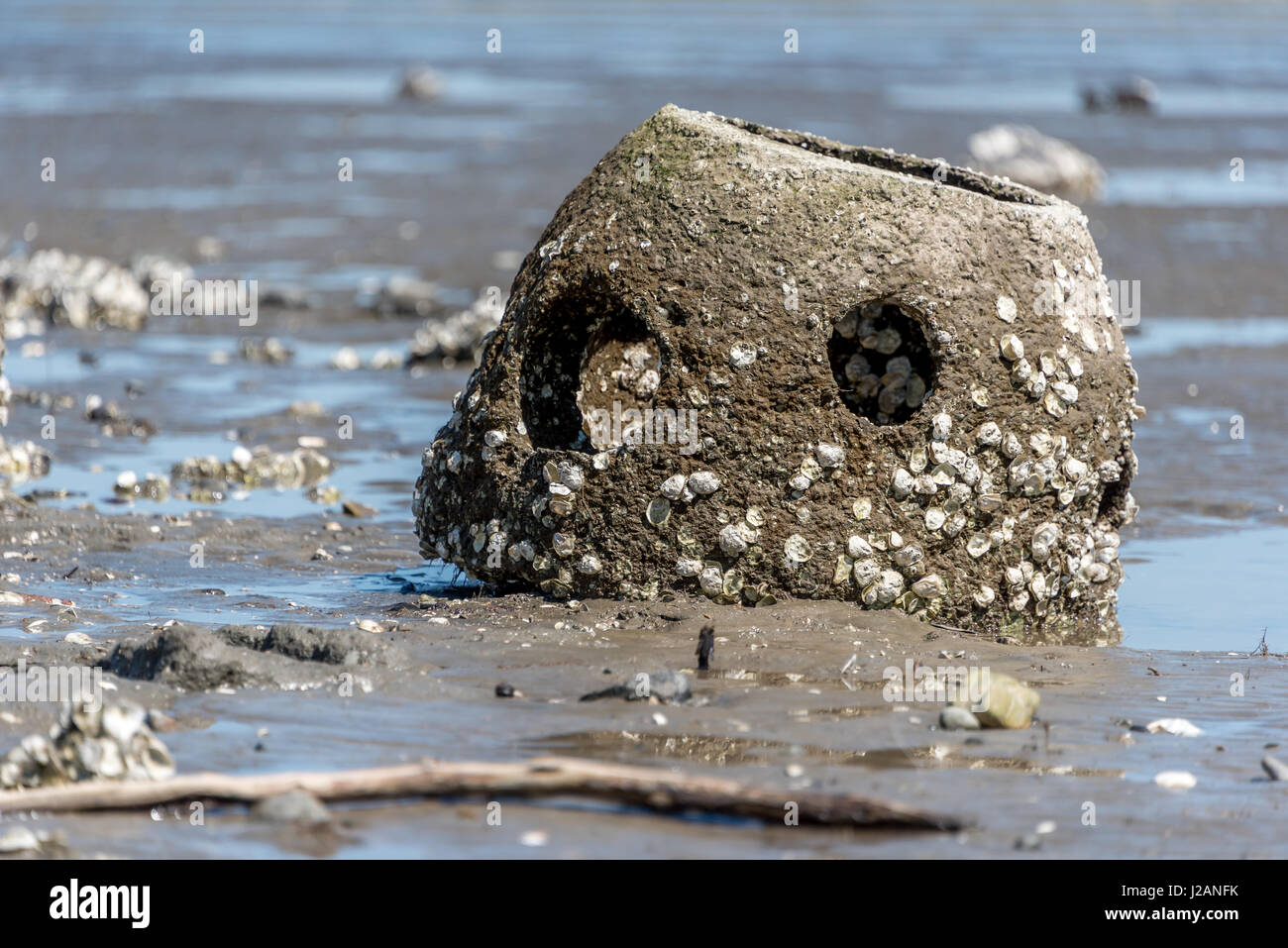 Ecosistema di estuario Banque de photographies et d’images à haute résolution - Alamy