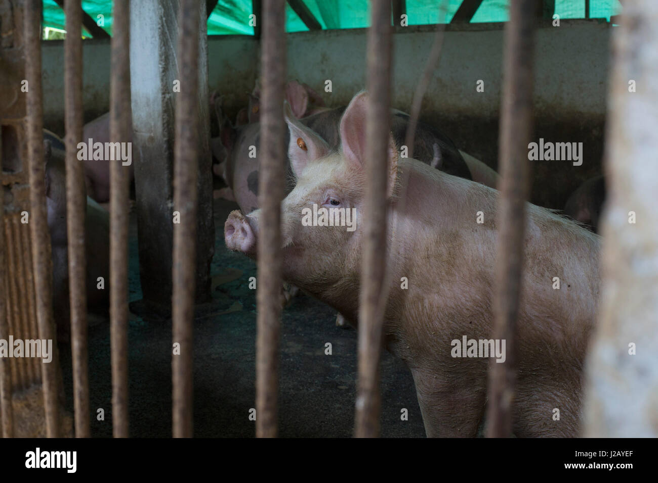 Pig enclosure Banque de photographies et d’images à haute résolution ...