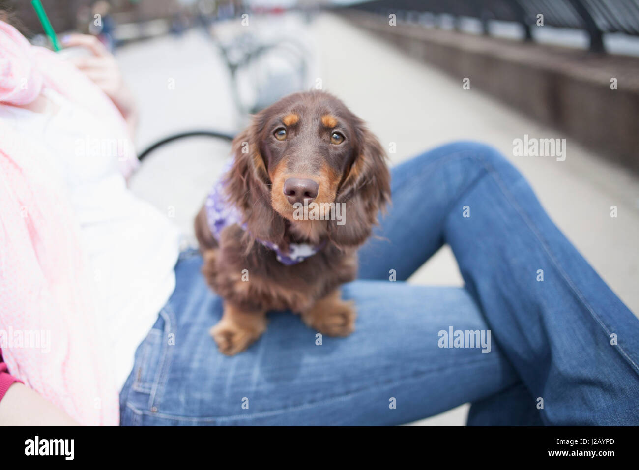 Teckel assis Banque de photographies et d’images à haute résolution - Alamy