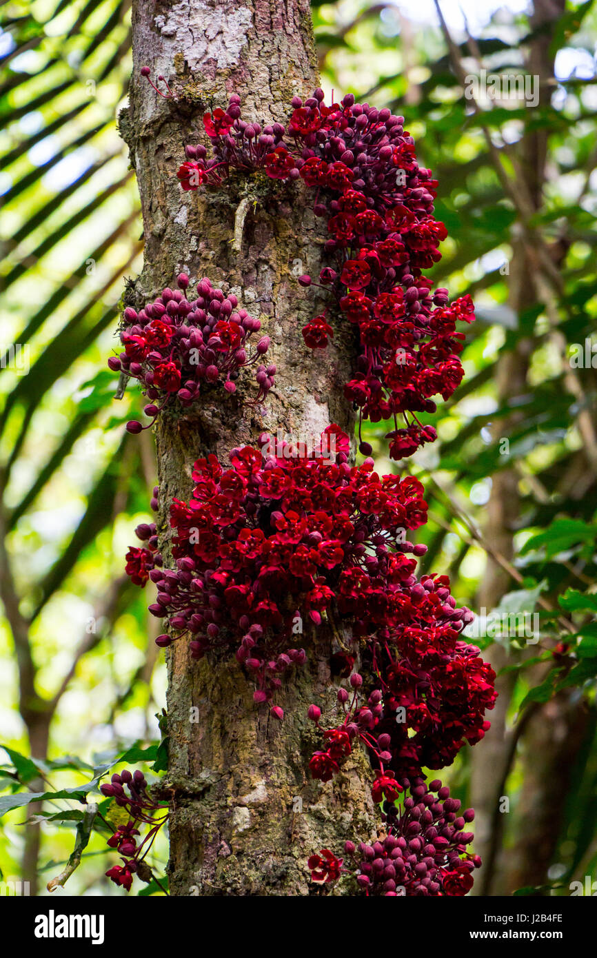 Amazon typique de cacao sauvage en fleurs fleurs du tronc de l'arbre ...