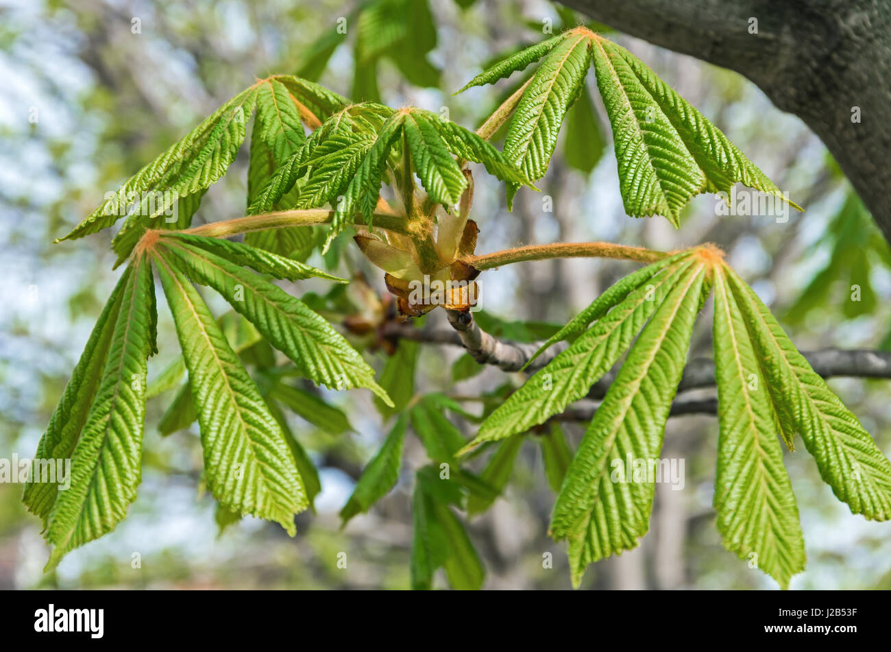Feuilles d'arbre marronnier Banque de photographies et d’images à haute ...