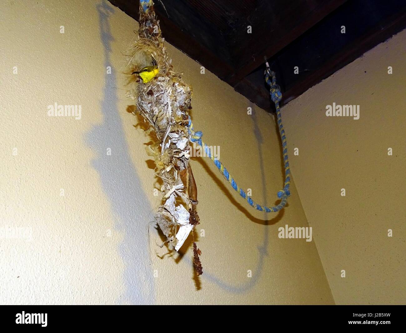 Unusual bird nest Banque de photographies et d’images à haute ...