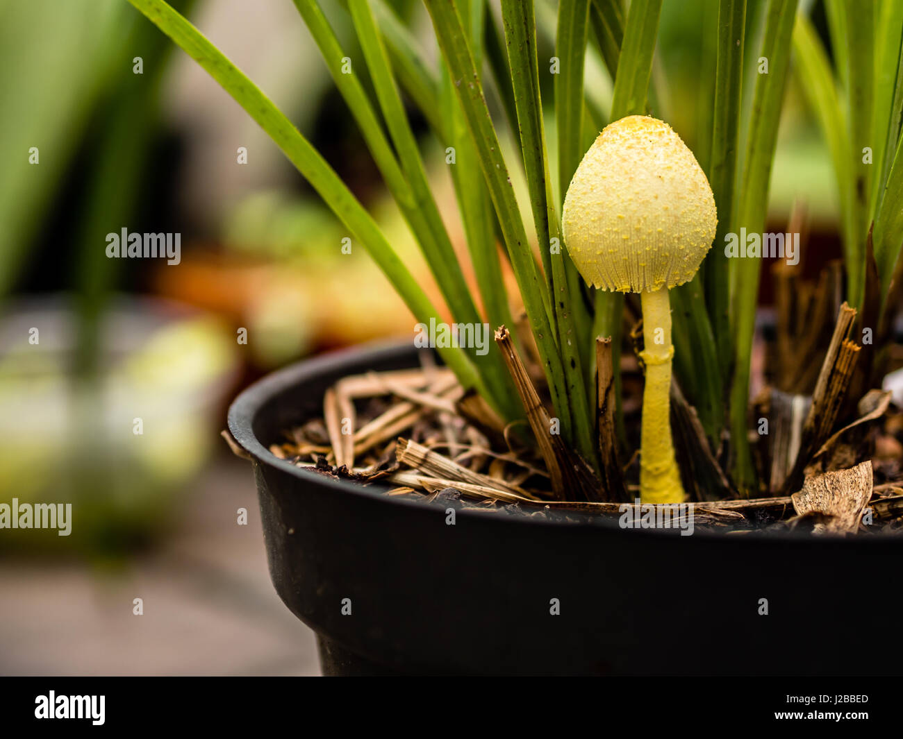 Champignon jaune Banque de photographies et d’images à haute résolution ...