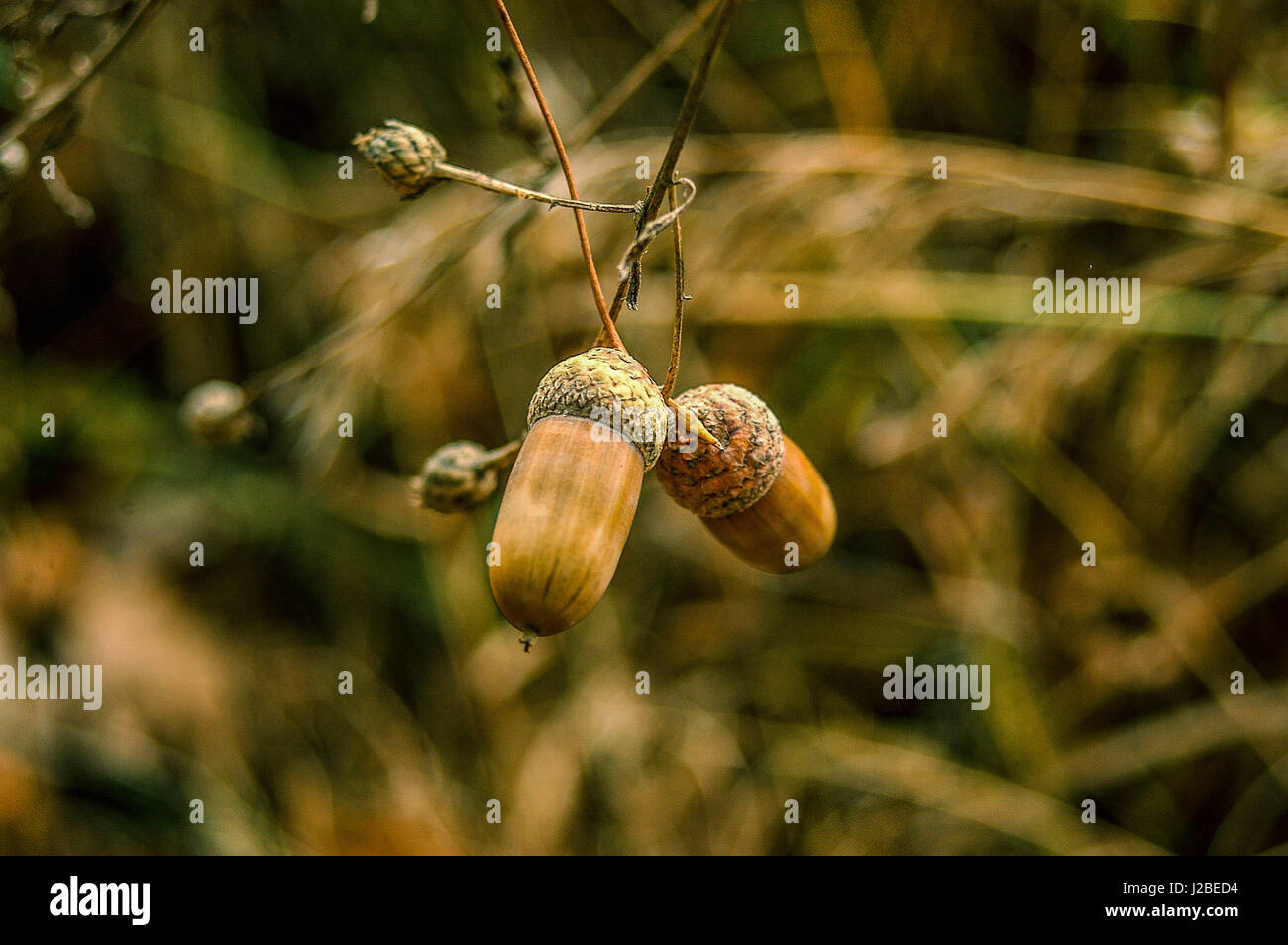 Aime les glands Banque de photographies et d’images à haute résolution ...