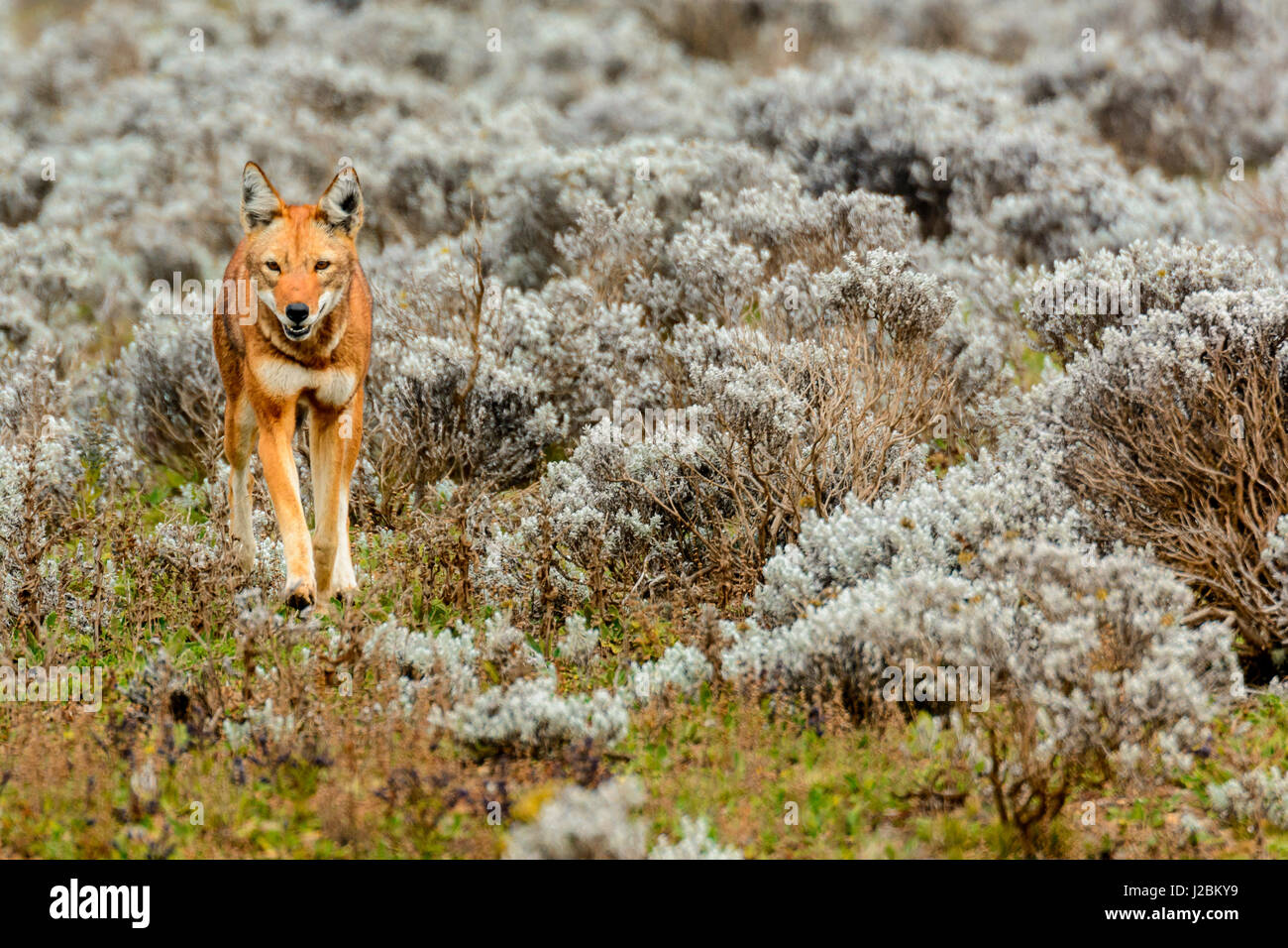 Loup éthiopien (Canis simensis) aussi connu comme le loup d'Abyssinie ...