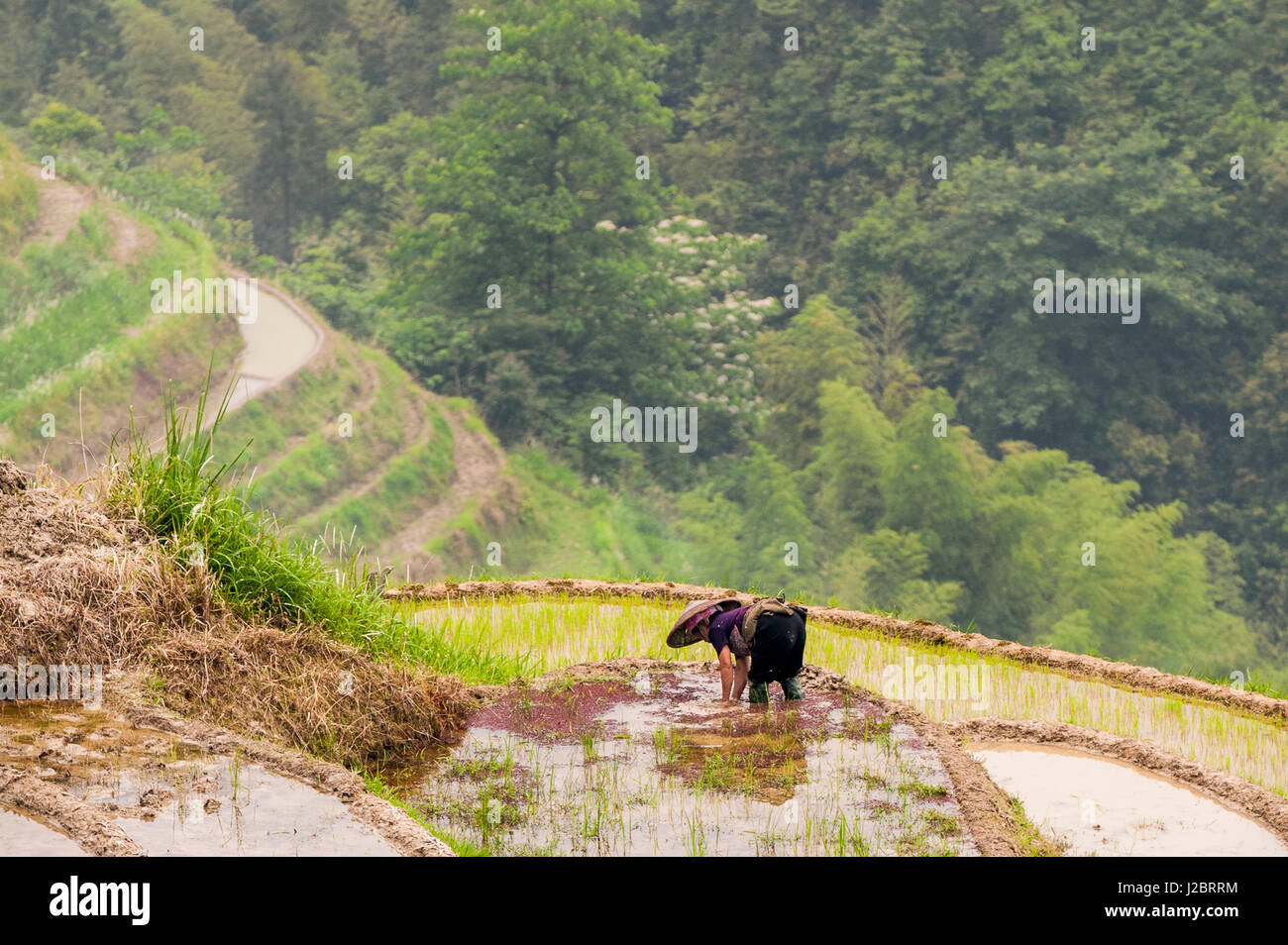 Dragon spine rice terraces longsheng Banque de photographies et d ...