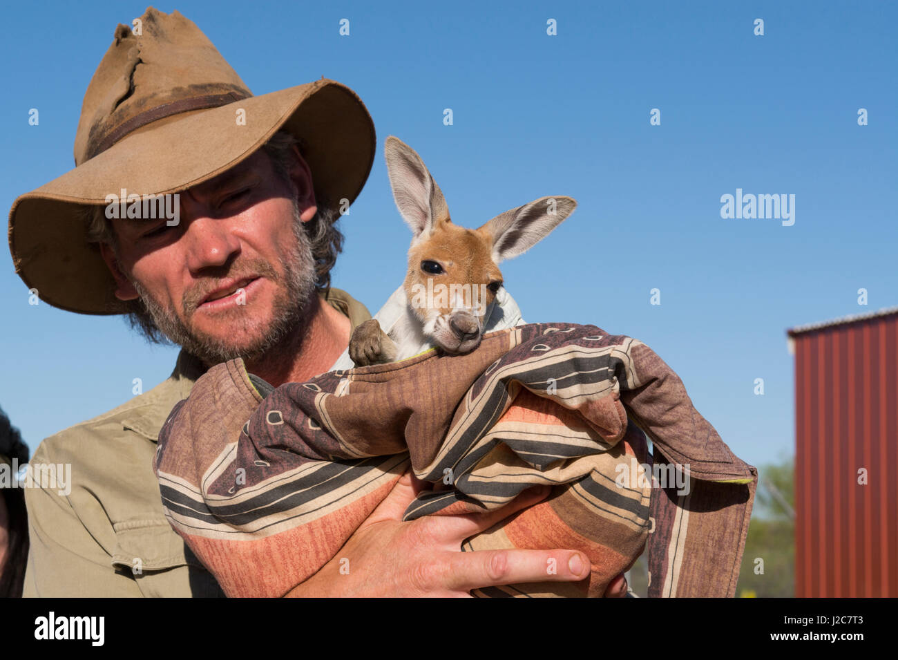 Alice springs the kangaroo sanctuary Banque de photographies et d ...