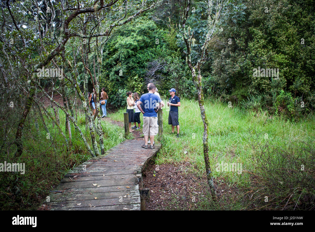 La forêt de mangrove à pied au "Paihia à Opua piste de marche' à l ...