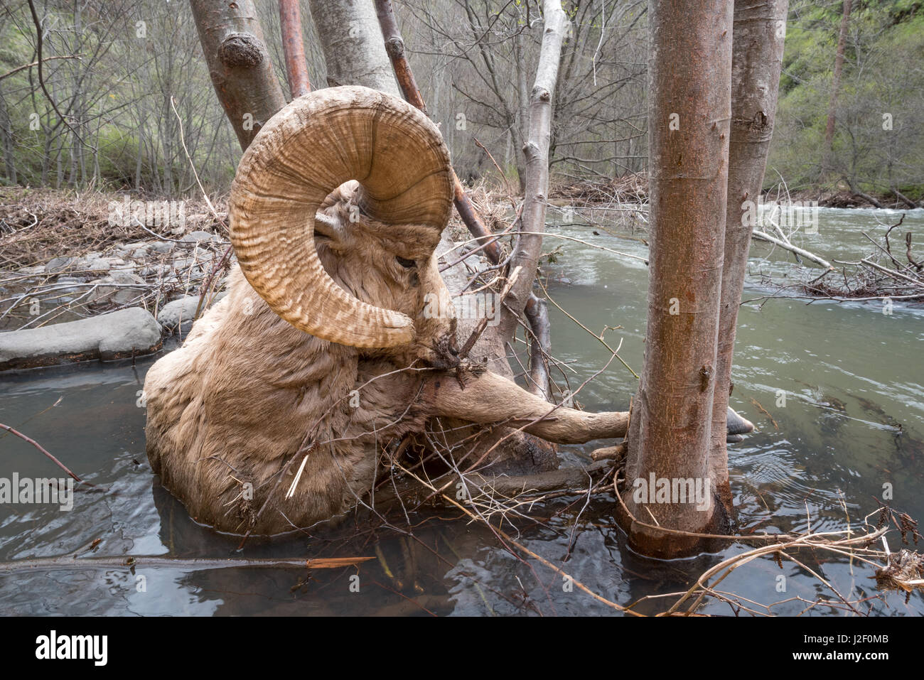 Mouflon mort lavé dans un arbre par hautes eaux, Joseph Canyon, de l ...
