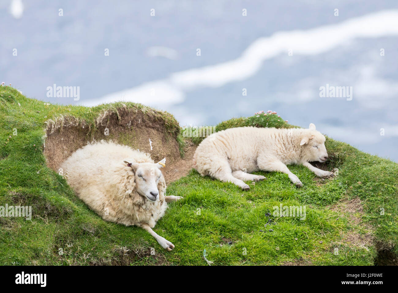 Mouton à Shetland les falaises de la Réserve Naturelle de Hermaness ...