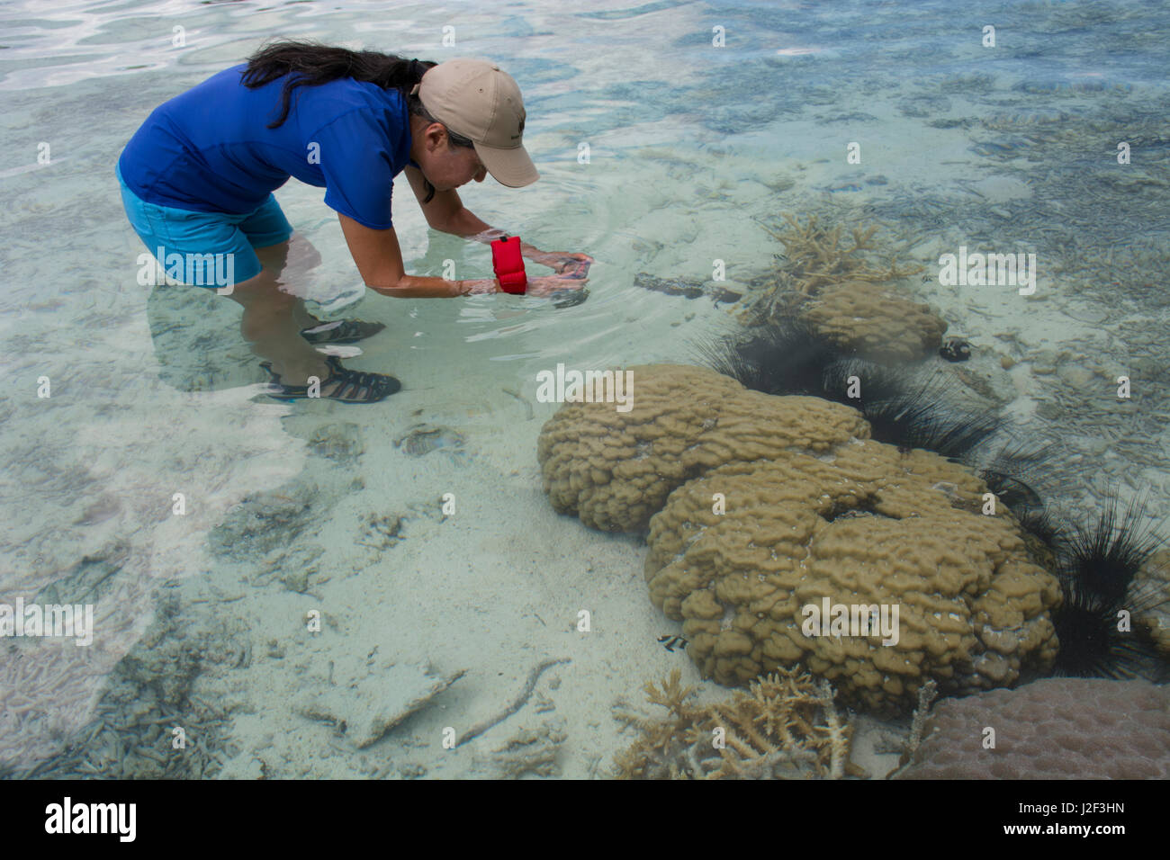 Motu haapiti rahi Banque de photographies et d’images à haute ...